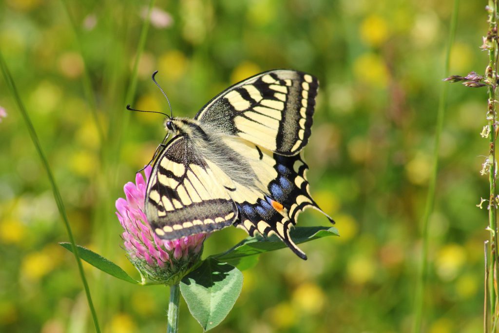Conservation of the Swallowtail in Britain - SBBT