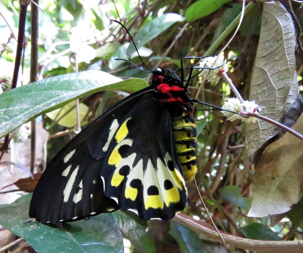 Richmond Birdwing - SBBT