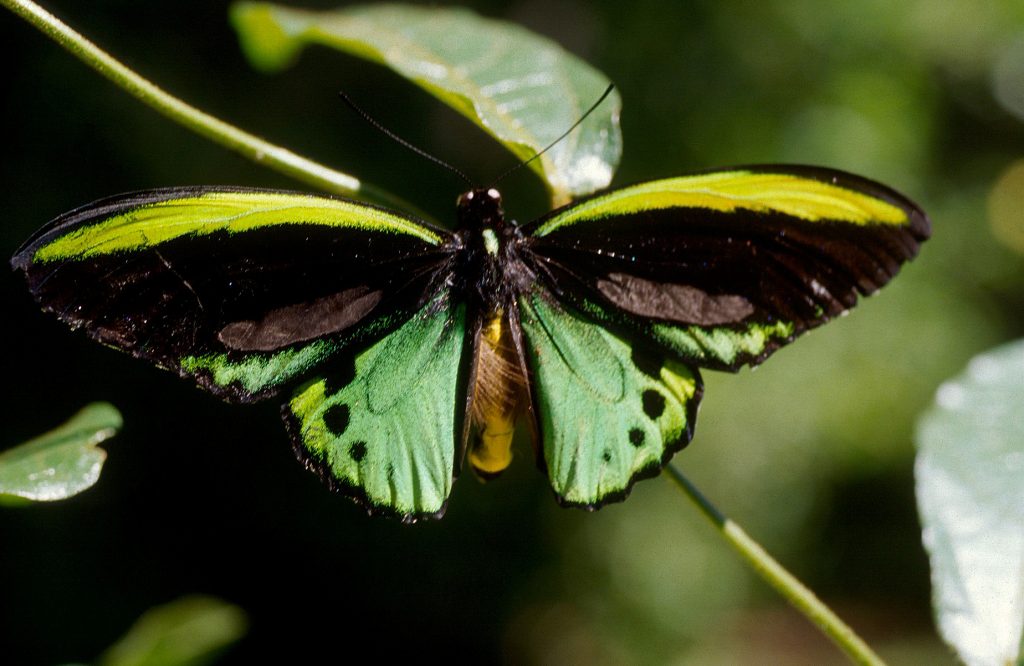 Richmond Birdwing - SBBT