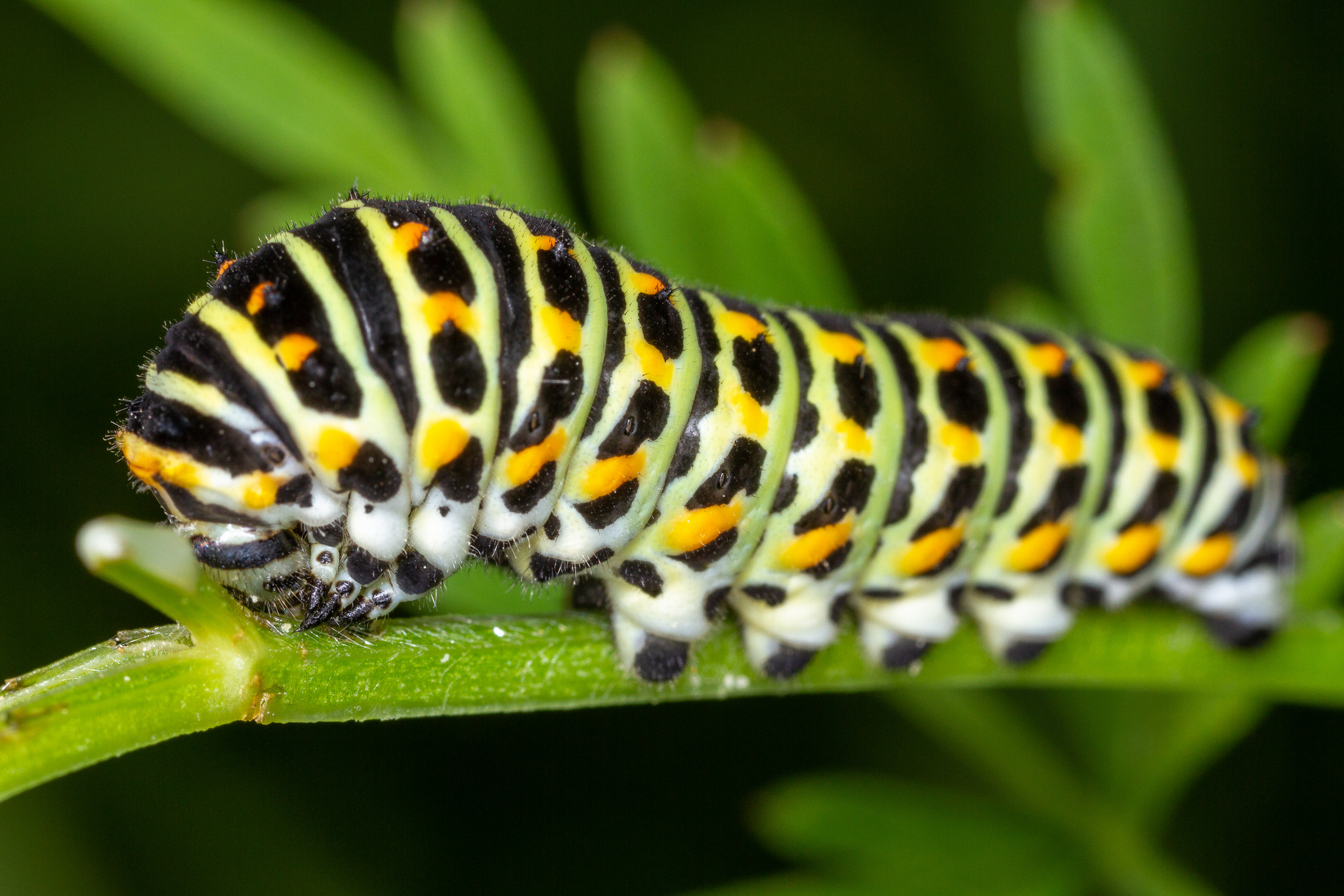Meet the British Swallowtail - SBBT
