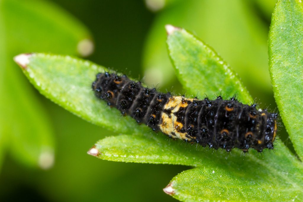 Meeting Report: Conservation of the Swallowtail in Britain - SBBT