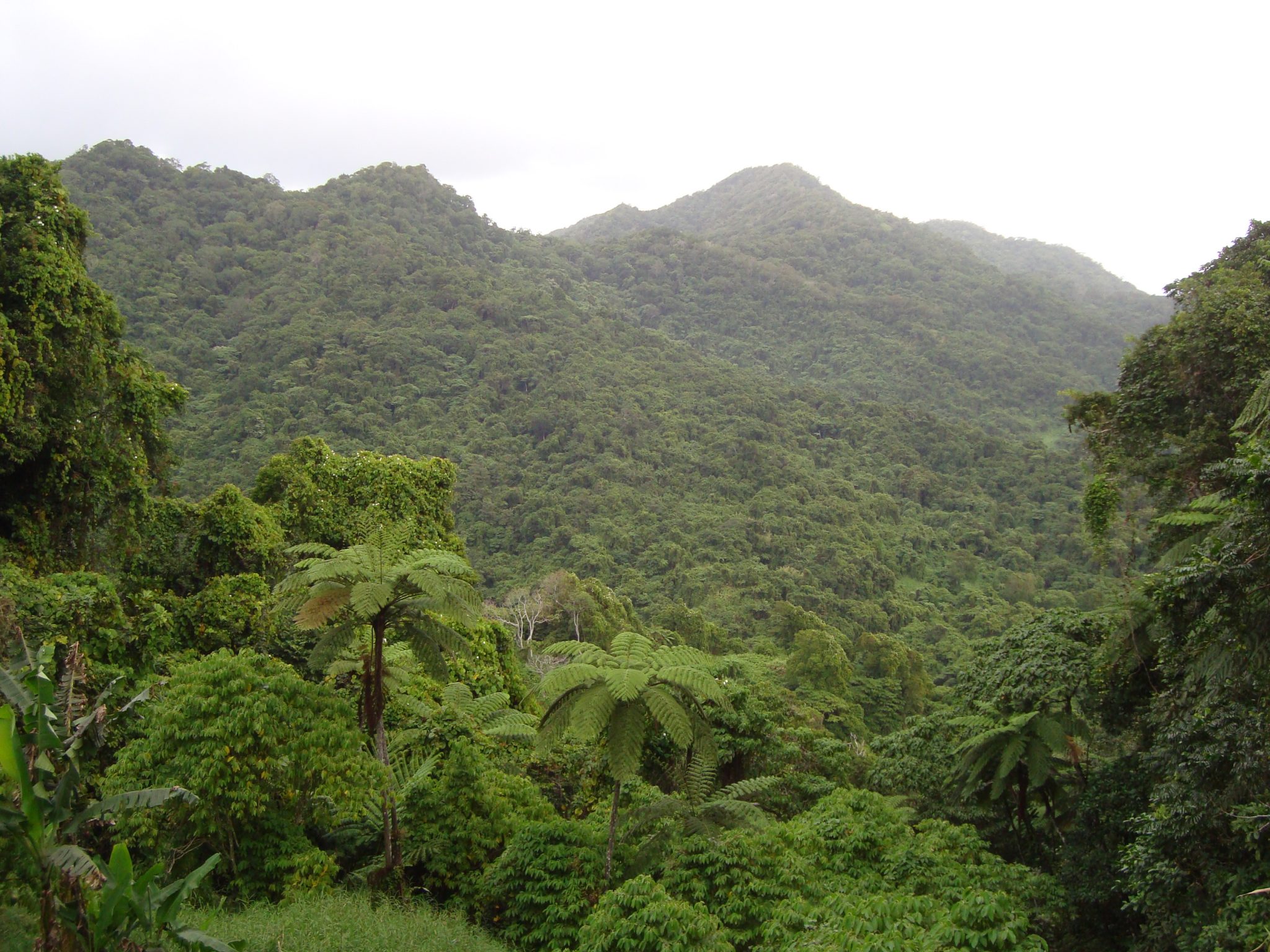 Swallowtail Survey on Fiji Identifies New Species - SBBT