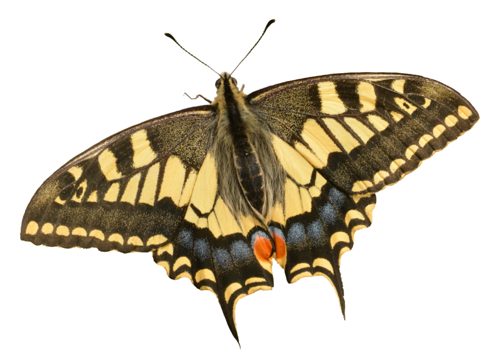 WORLD SWALLOWTAIL DAY: 14 June 2020 - SBBT