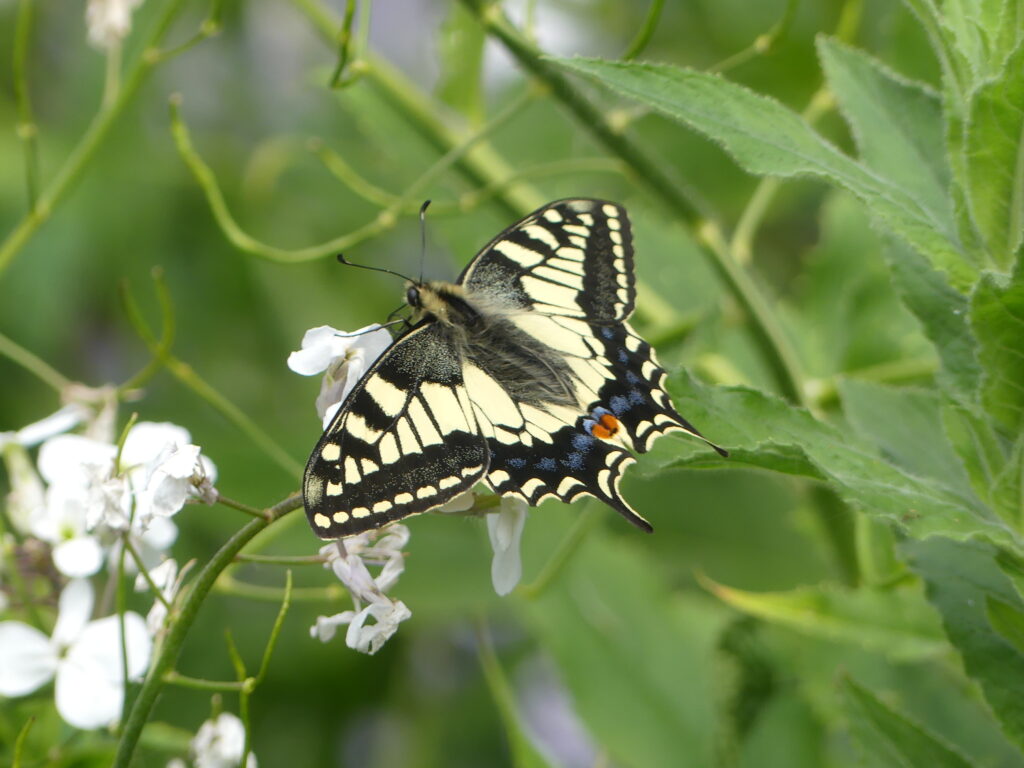 “SAVING SWALLOWTAILS” CONFERENCE – 2021 Report - SBBT