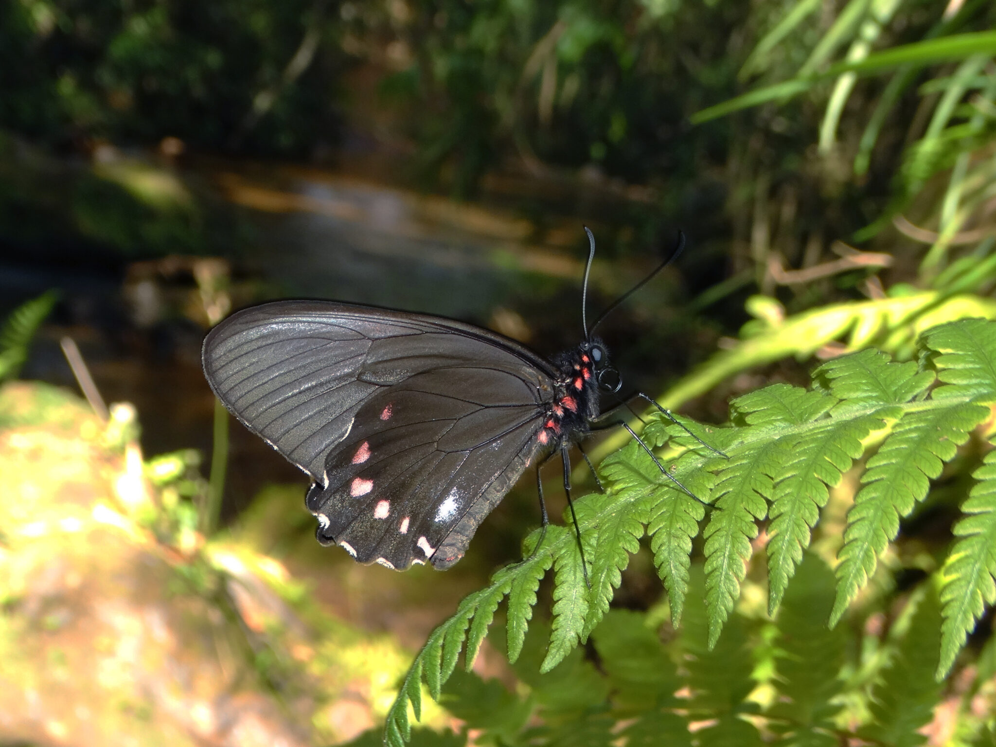 “SAVING SWALLOWTAILS” CONFERENCE – 2021 Report - SBBT