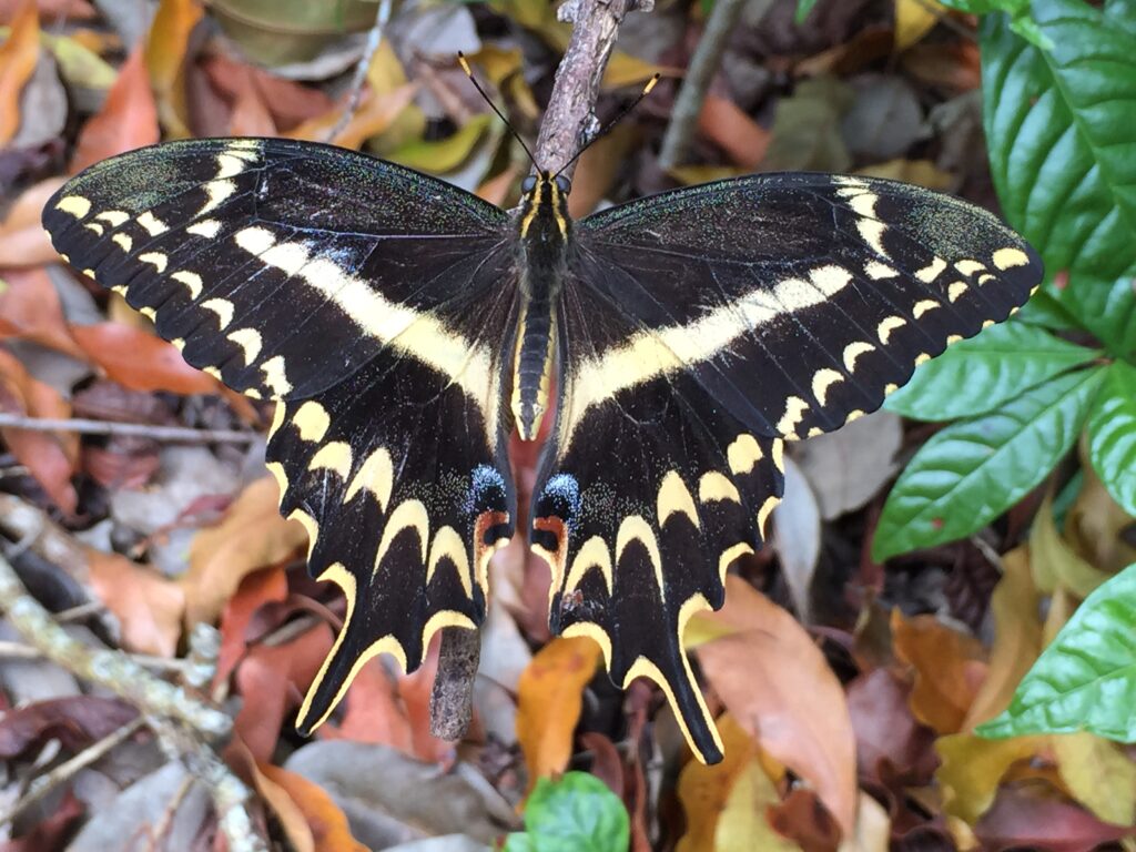 “SAVING SWALLOWTAILS” CONFERENCE – 2021 Report - SBBT