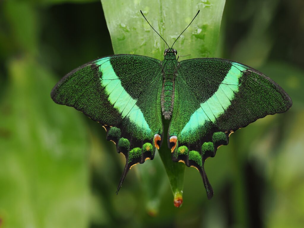 World Swallowtail Day – Sunday 11th June 2023 - SBBT