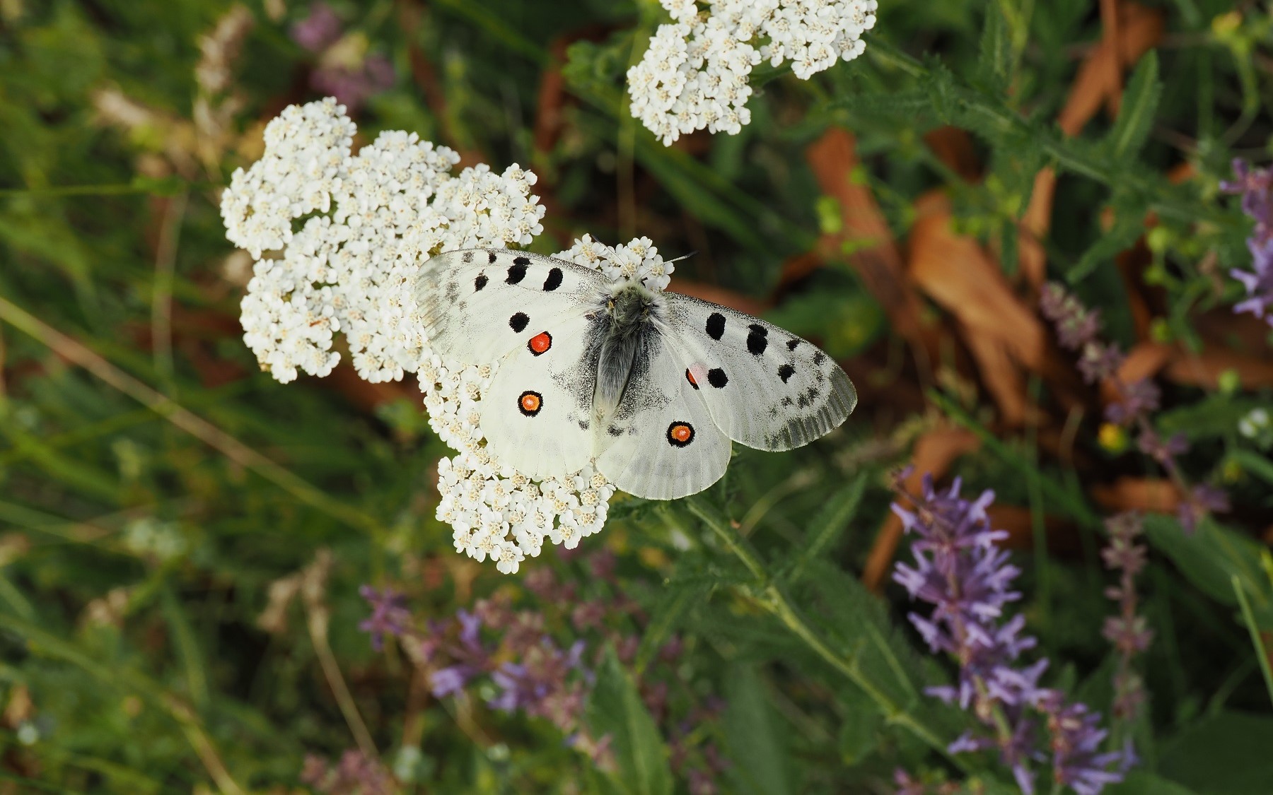 Second “Saving Swallowtails” Conference planned - SBBT