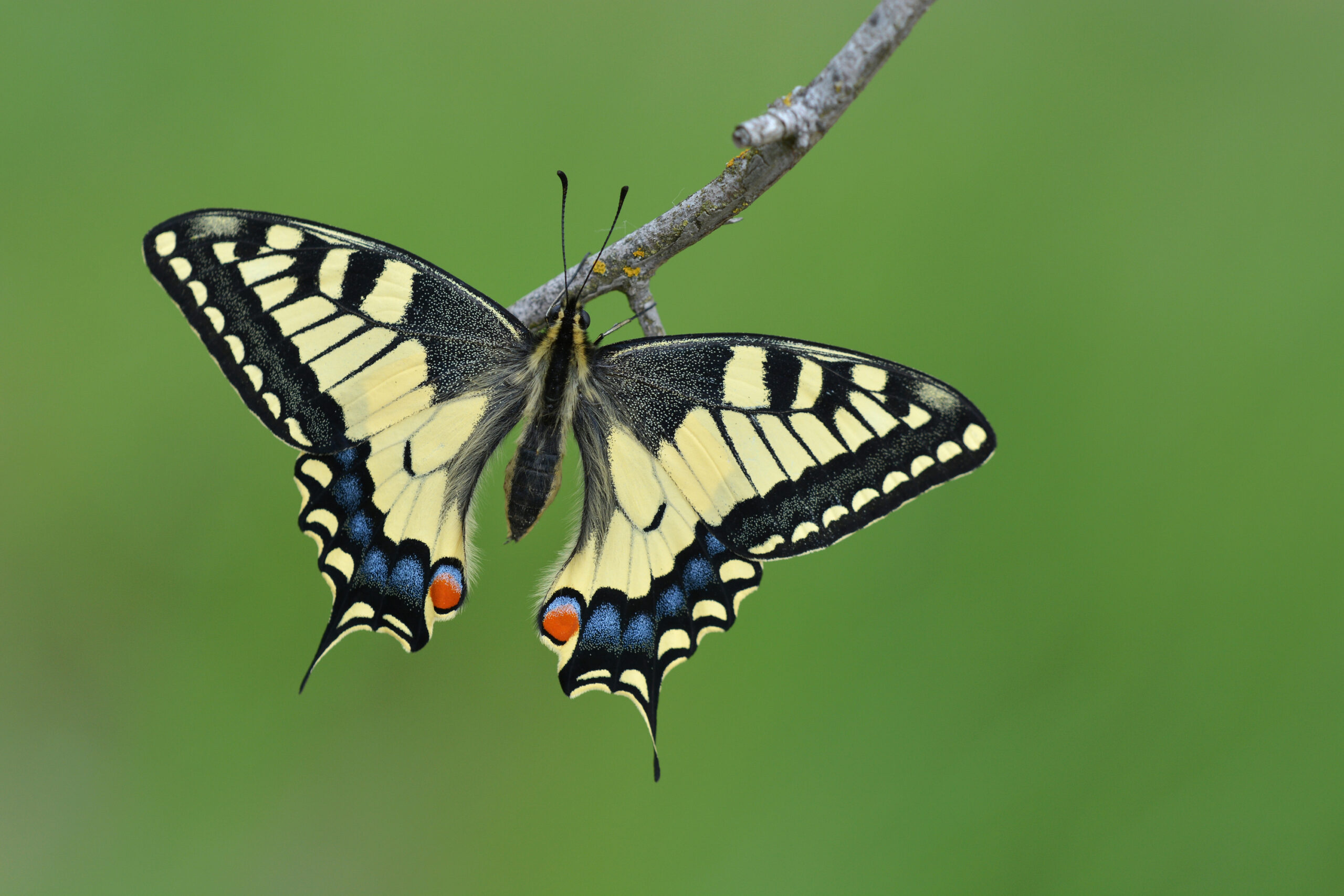 World Swallowtail Day 2024 – 9 June - SBBT