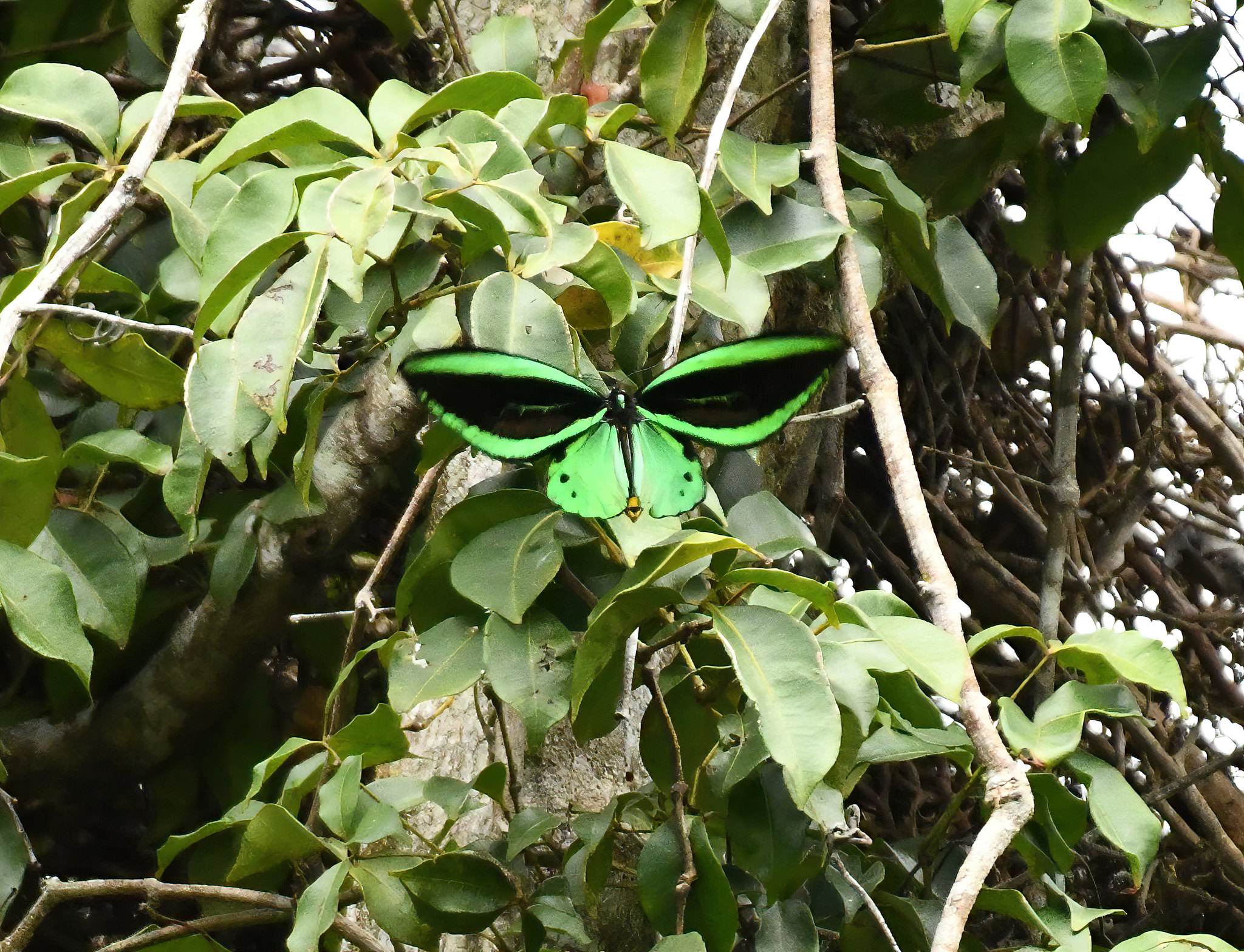 The Butterfly Effect – When Butterflies Go Extinct - SBBT